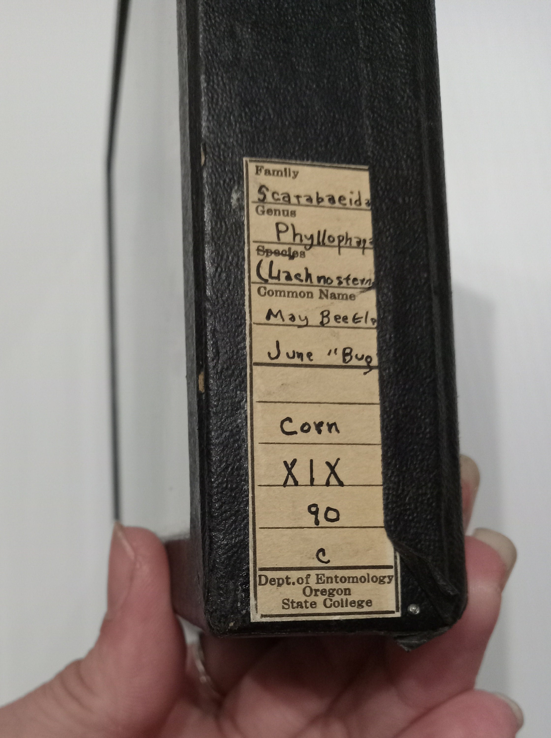 Vintage Ward's Pinned Insect Riker Mount Educational Display june ...