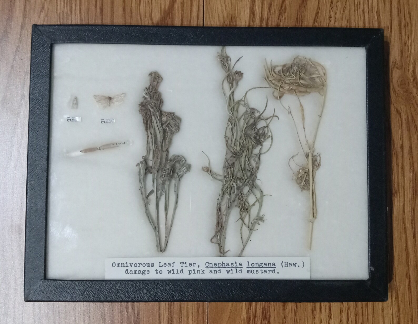 Antique 1951 72 Years 7x9 Omnivorous Leaf Tier Riker Mount Entomology ...