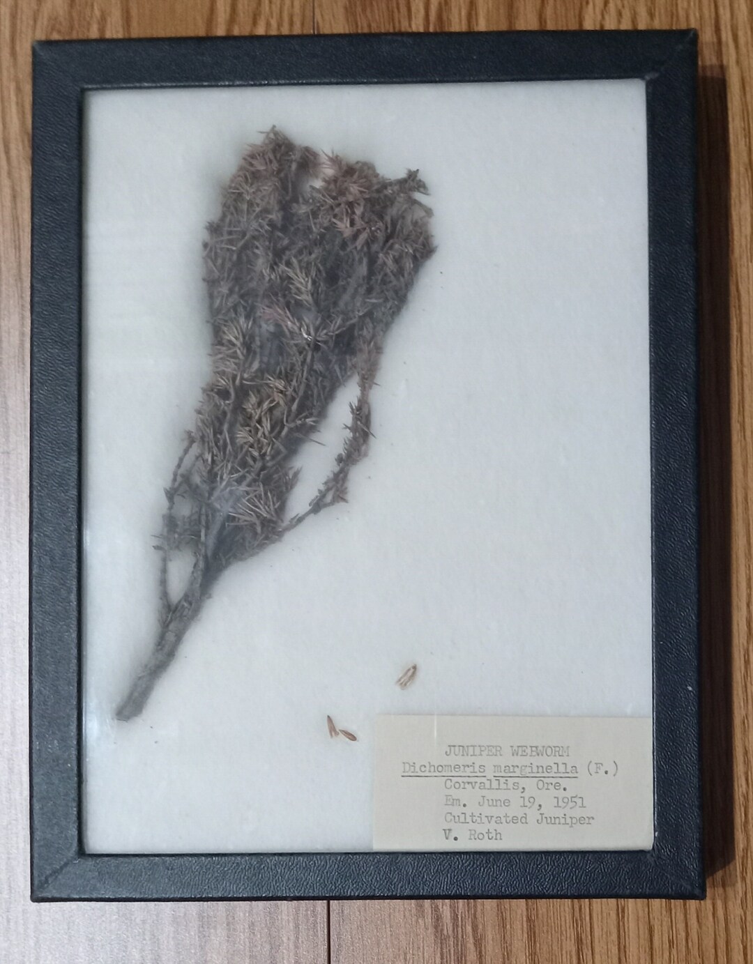 Antique..vintage..7x9 Entomology Riker Mount Juniper Webworm Specimen ...