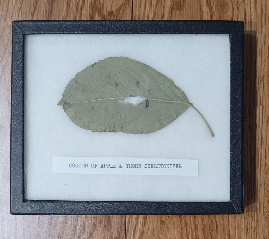 Vintage 5x6 Cocoon of Apple & Thorn Skeletonizer Riker Mount Entomology ...