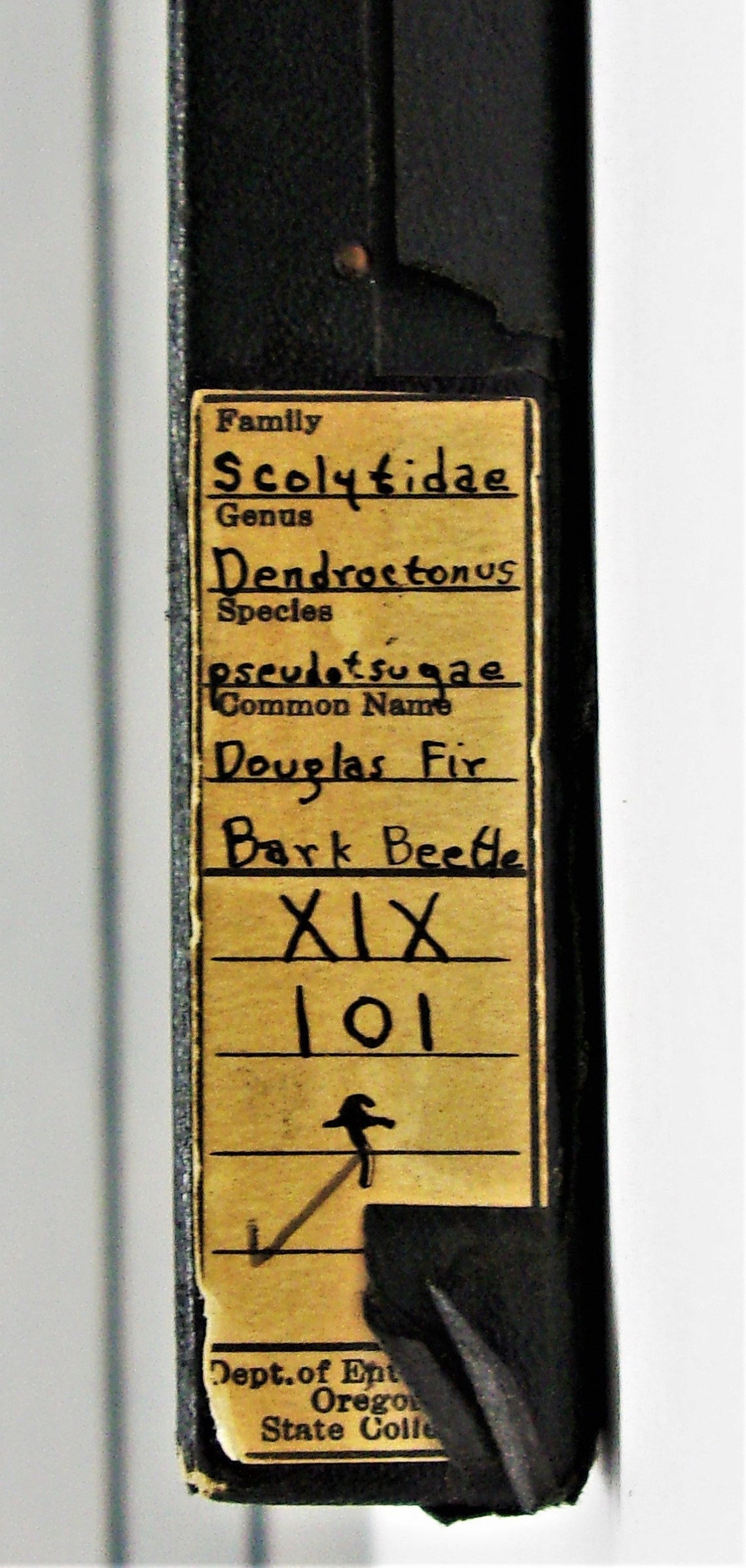 Vintage Riker Mount Douglas Fir Beetle Insect/bark Specimen Display ...