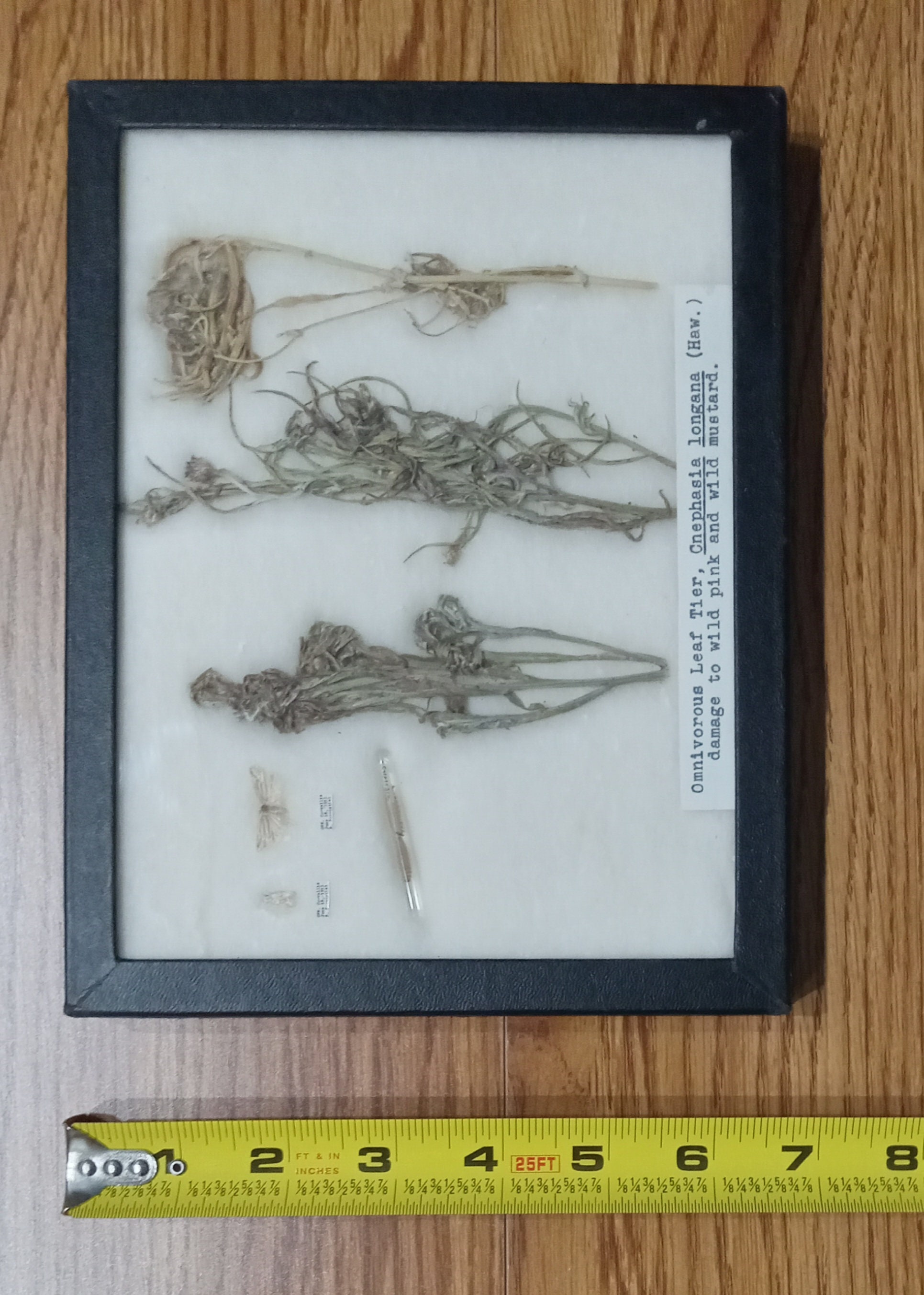 Antique 1951 72 Years 7x9 Omnivorous Leaf Tier Riker Mount Entomology ...