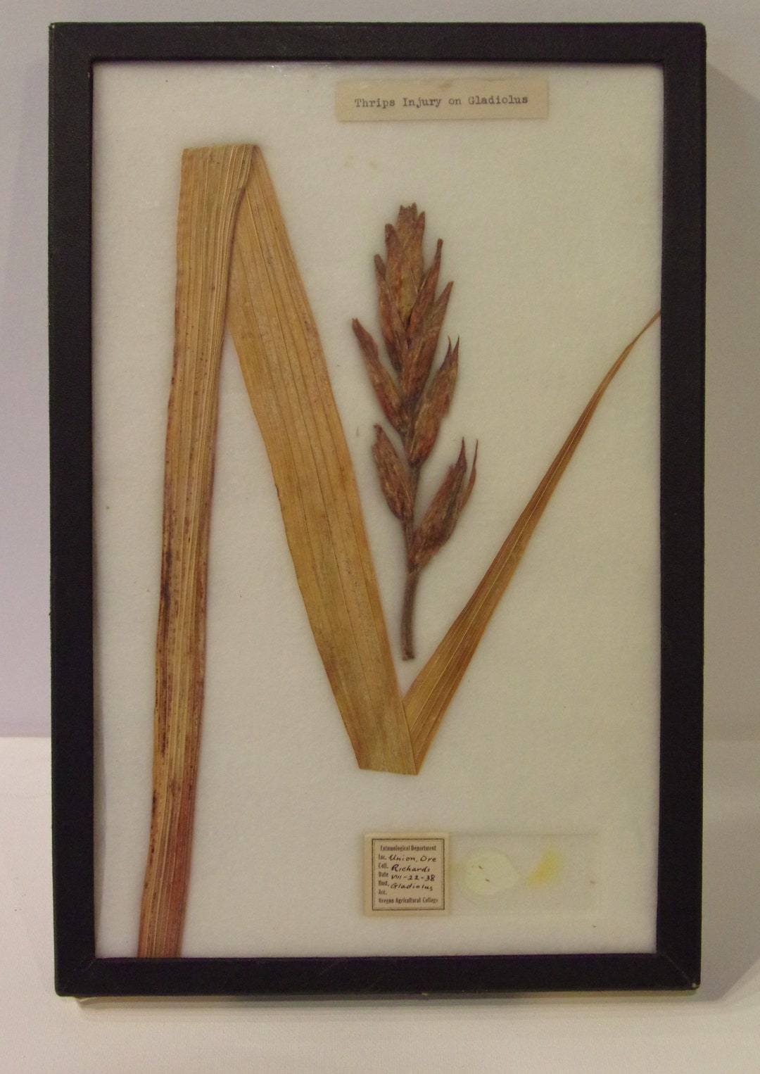 Vintage Riker Mount Insect Specimen Display Dated 1938 85 Years in Good ...