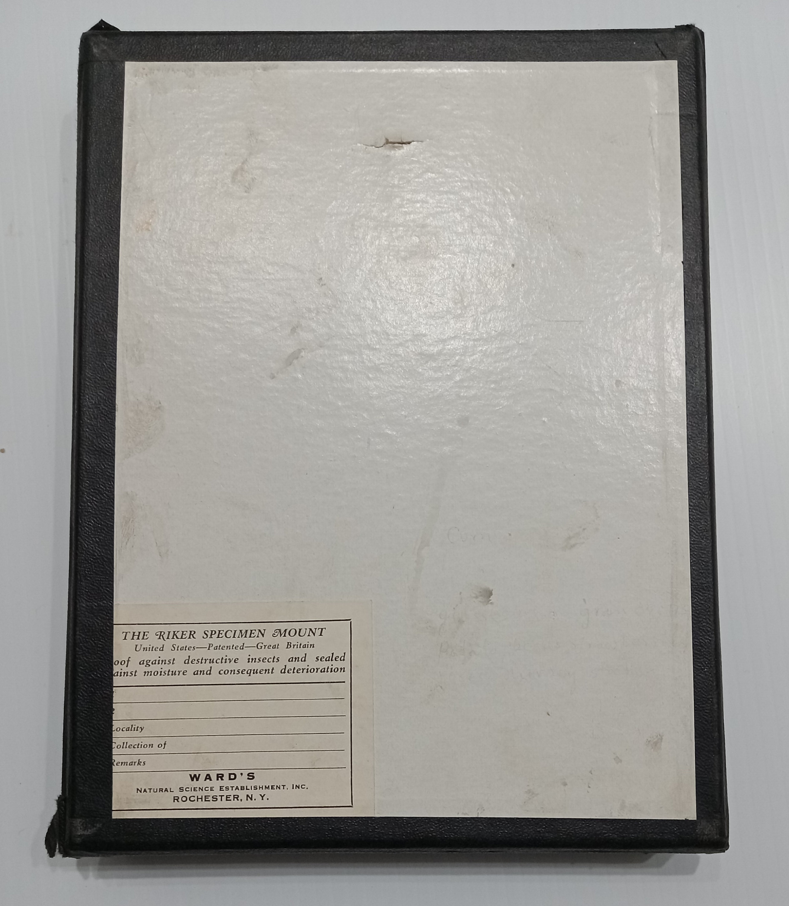 Vintage Ward's Pinned Insect Riker Mount Educational Display june ...