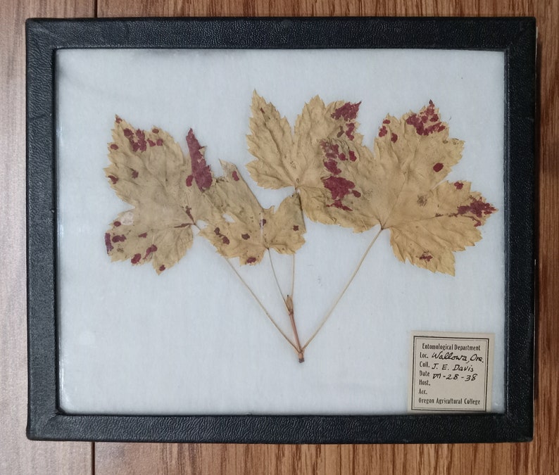 Vintage 1938 5x6 Erinose Mite & Ground Maple Leaf Damage Riker Mount ...