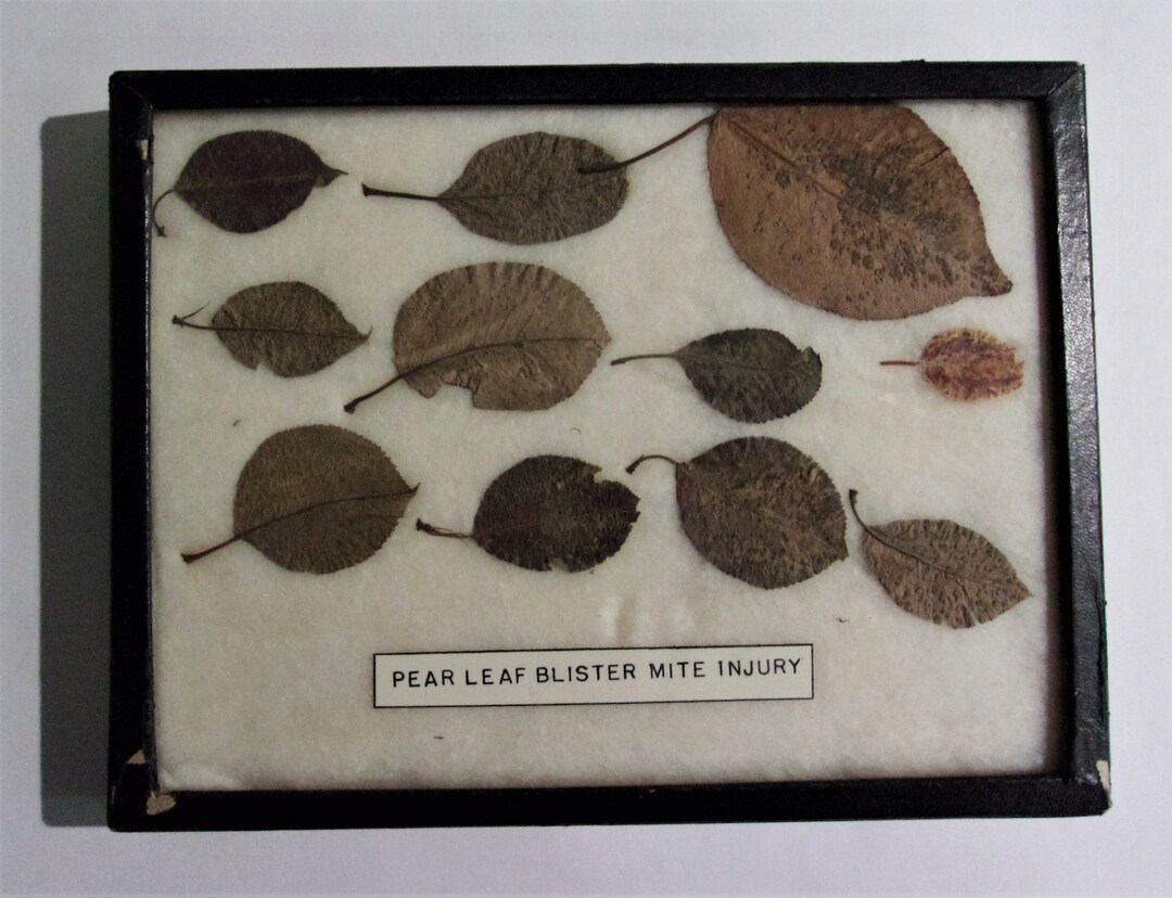Antique Vintage Display Riker Mount Specimen Dated June 1926 - Etsy