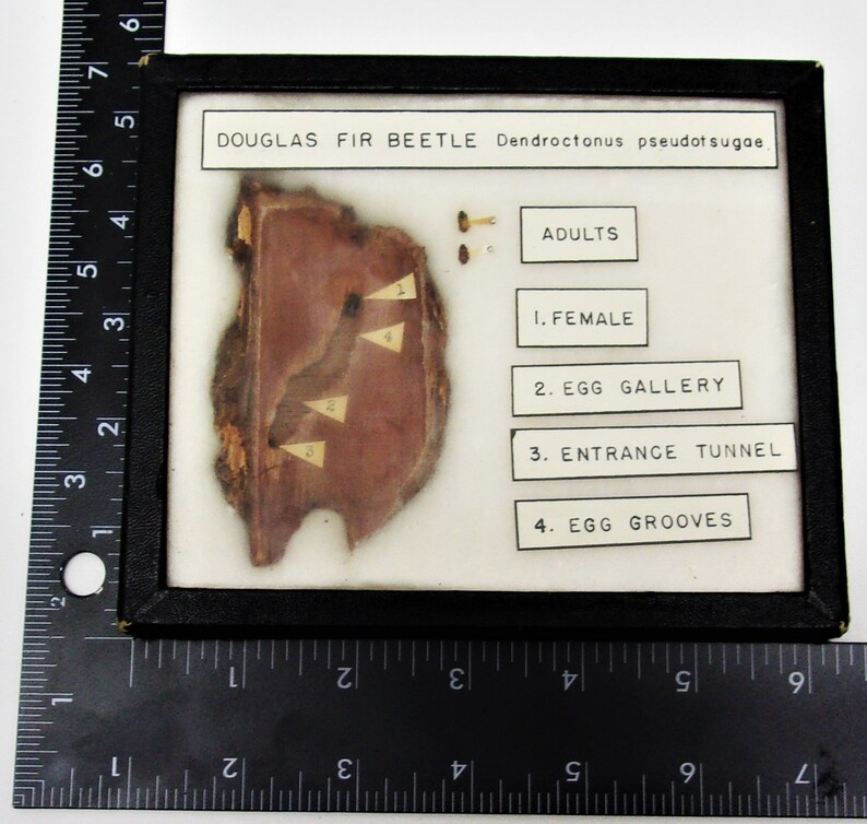 Vintage Riker Mount Douglas Fir Beetle Insect/bark Specimen Display ...