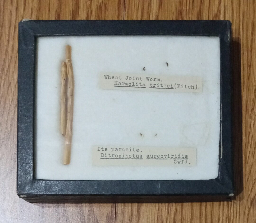 Vintage Entomology 5x6 Wheat Joint Worm Specimen & Plant Injury Riker ...