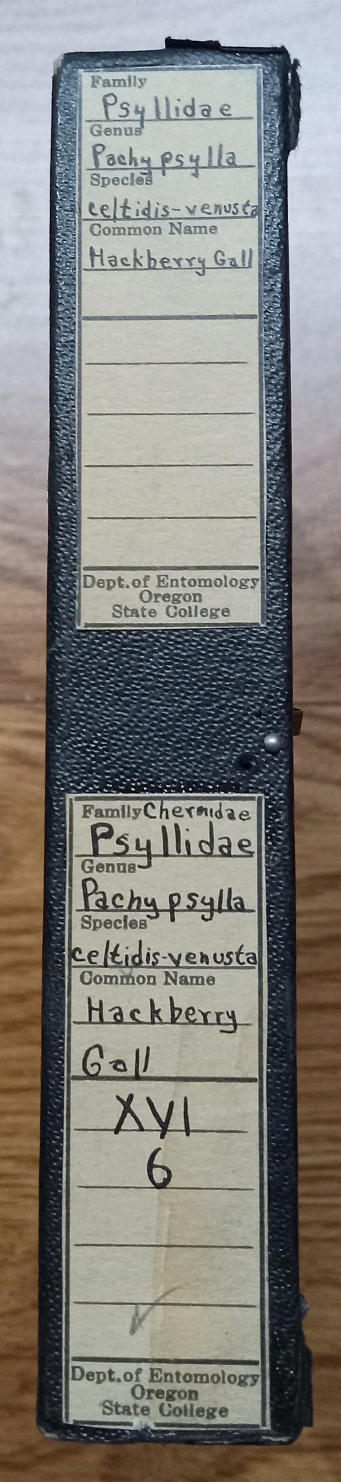 Vintage 5x6 Entomology Riker Mount Hackberry Gall Damage Specimen ...