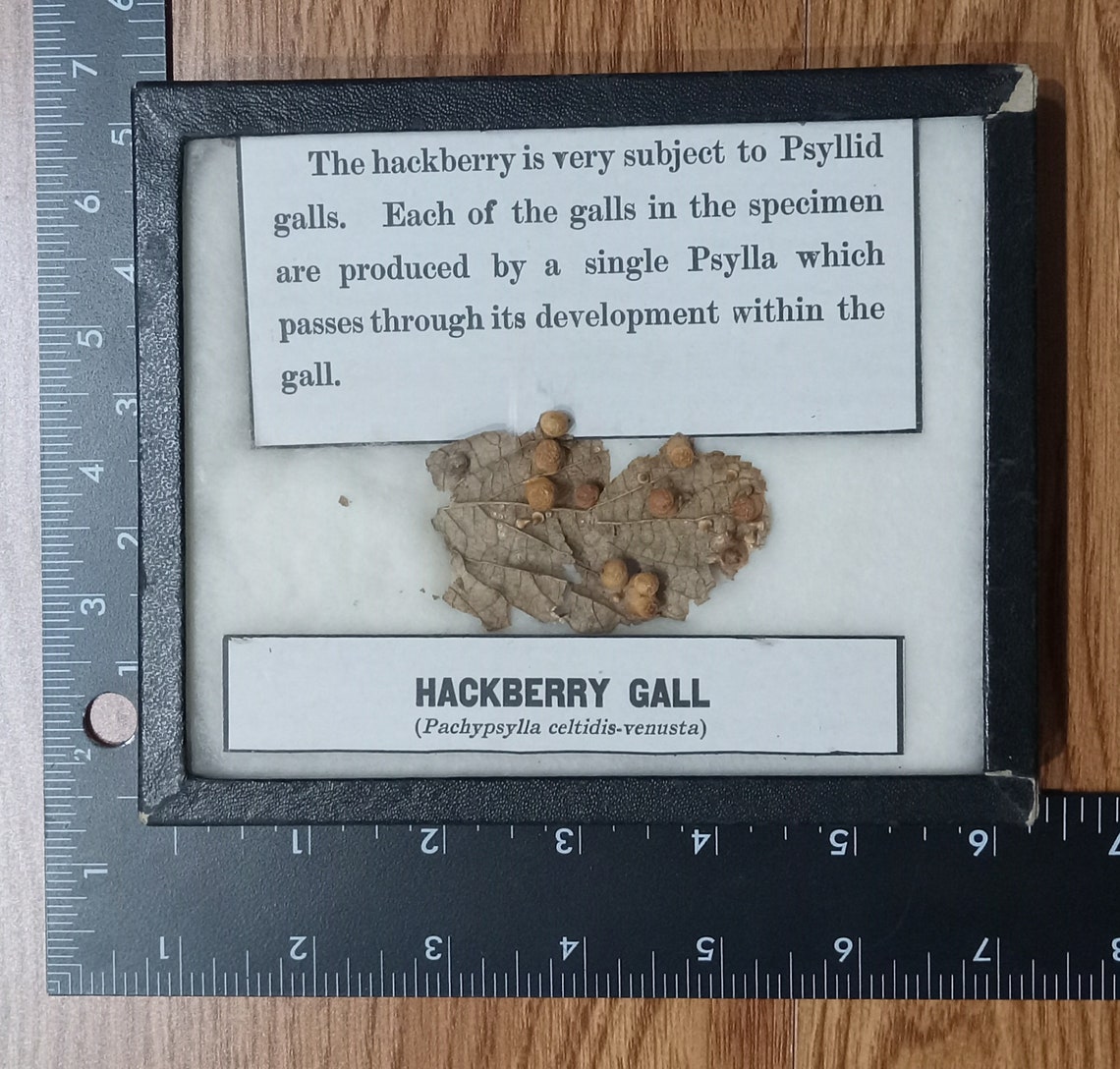 Vintage 5x6 Entomology Riker Mount Hackberry Gall Damage Specimen ...