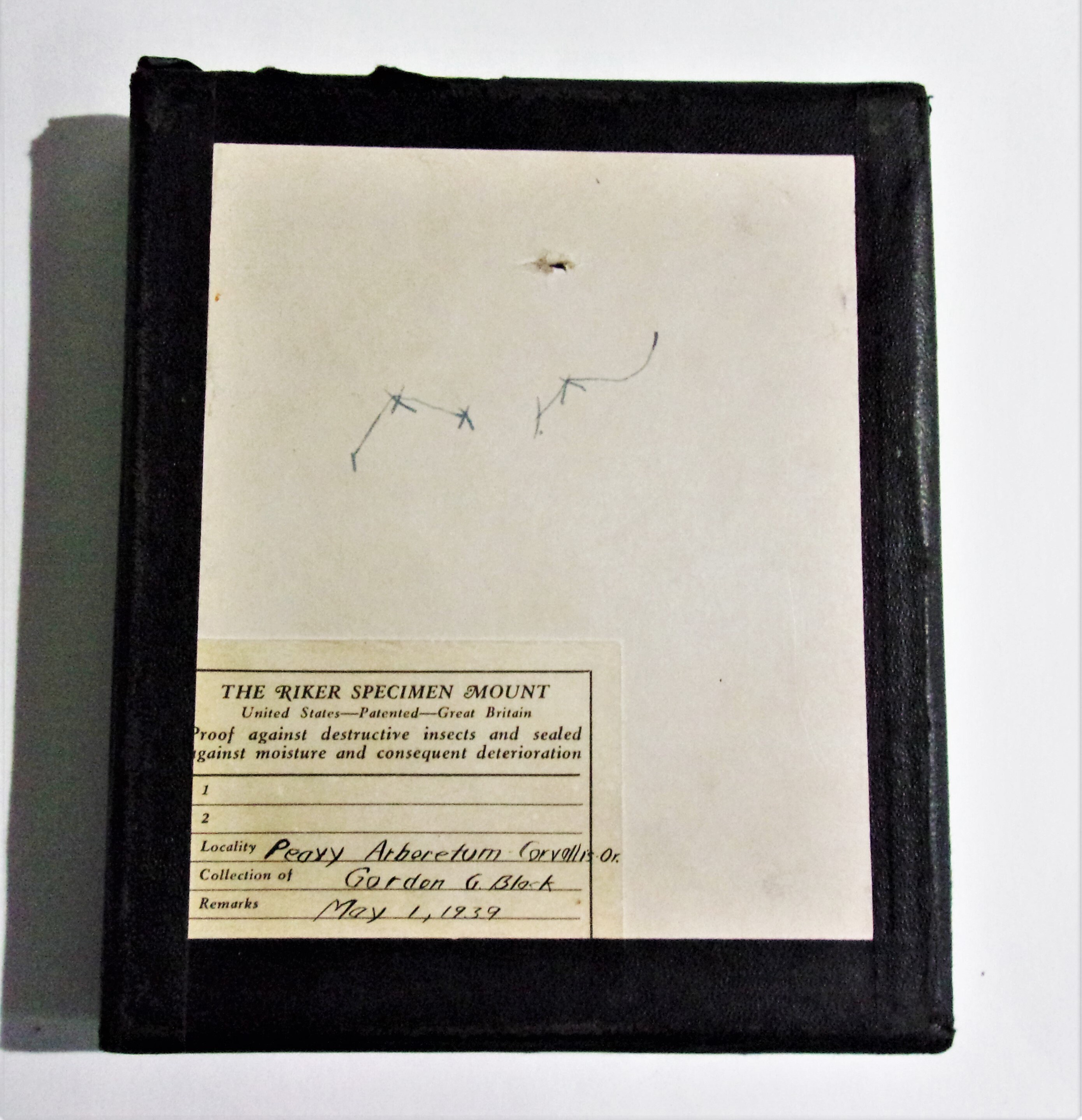 Vintage Riker Mount Douglas Fir Beetle Insect/bark Specimen Display ...