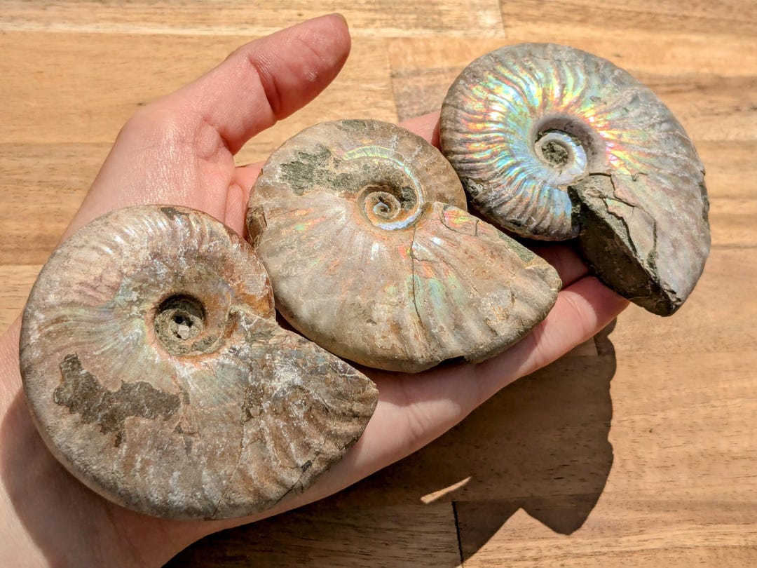 XL Blue Opalized Ammonite Fossils - Rare Collector Specimens - Etsy