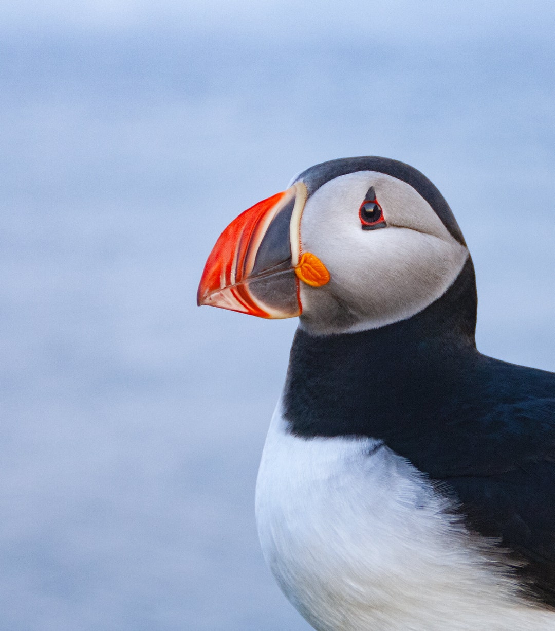 105 Icelandic Bird Print - Puffin Wall Art - Puffin Home Decor - Bird ...
