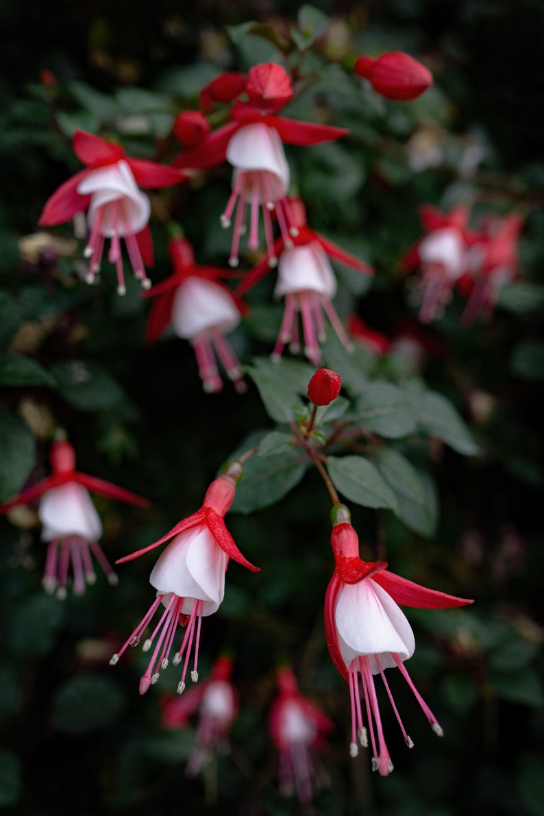 078 Fuchsia Flower Portrait Photography - Green Plant Wall Art - Garden ...