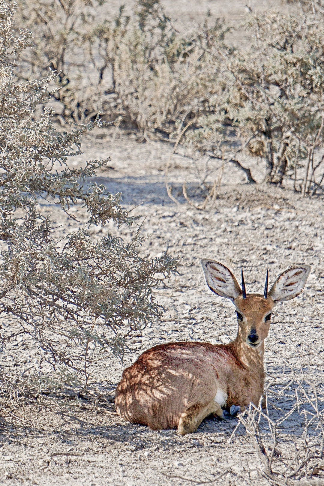108 Namibian Landscape - Africa Steenbok Print - Etosha Wall Art - Home ...