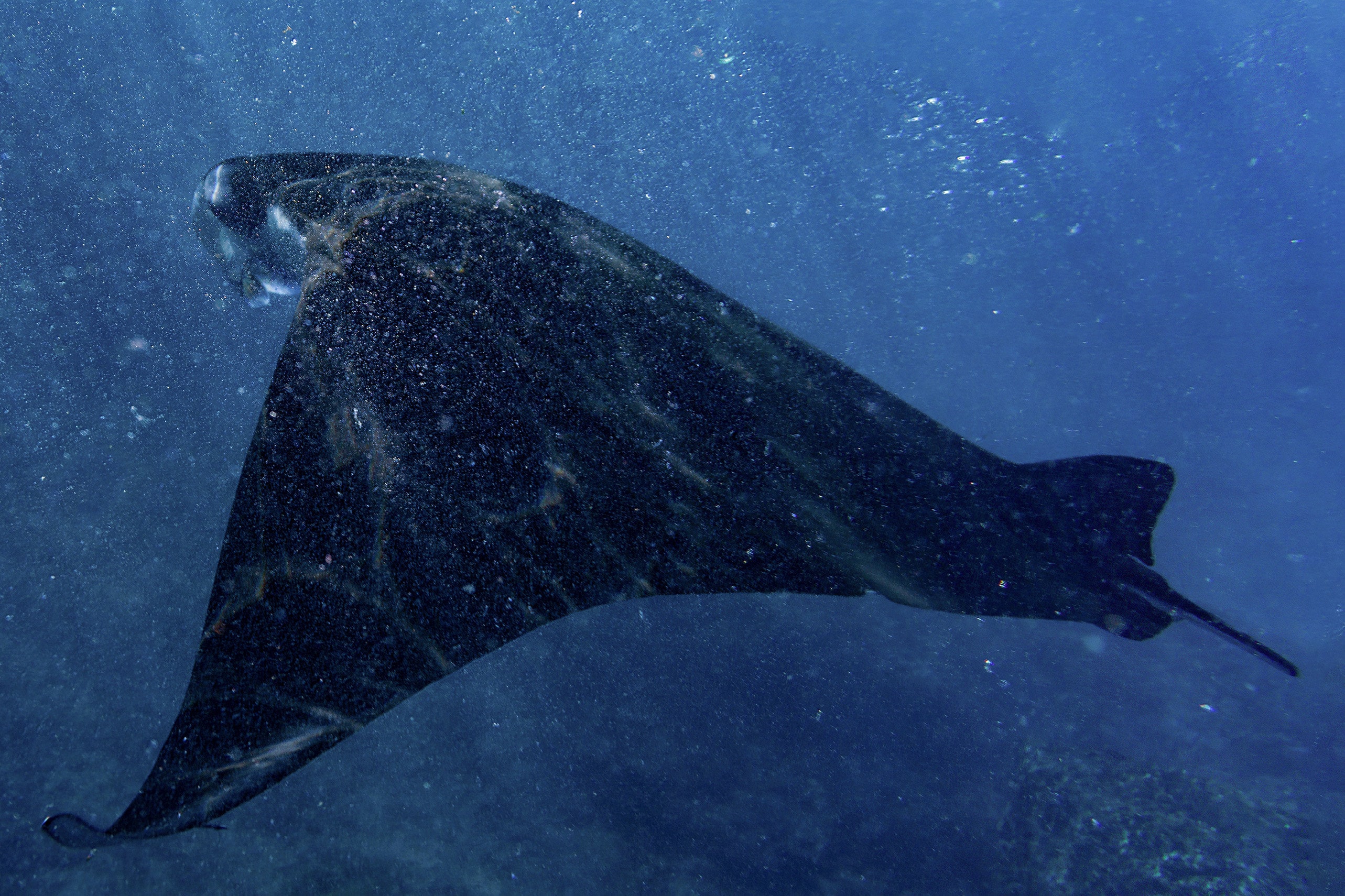 076 Underwater Life Manta - Underwater World Bali Print - Ocean Home ...