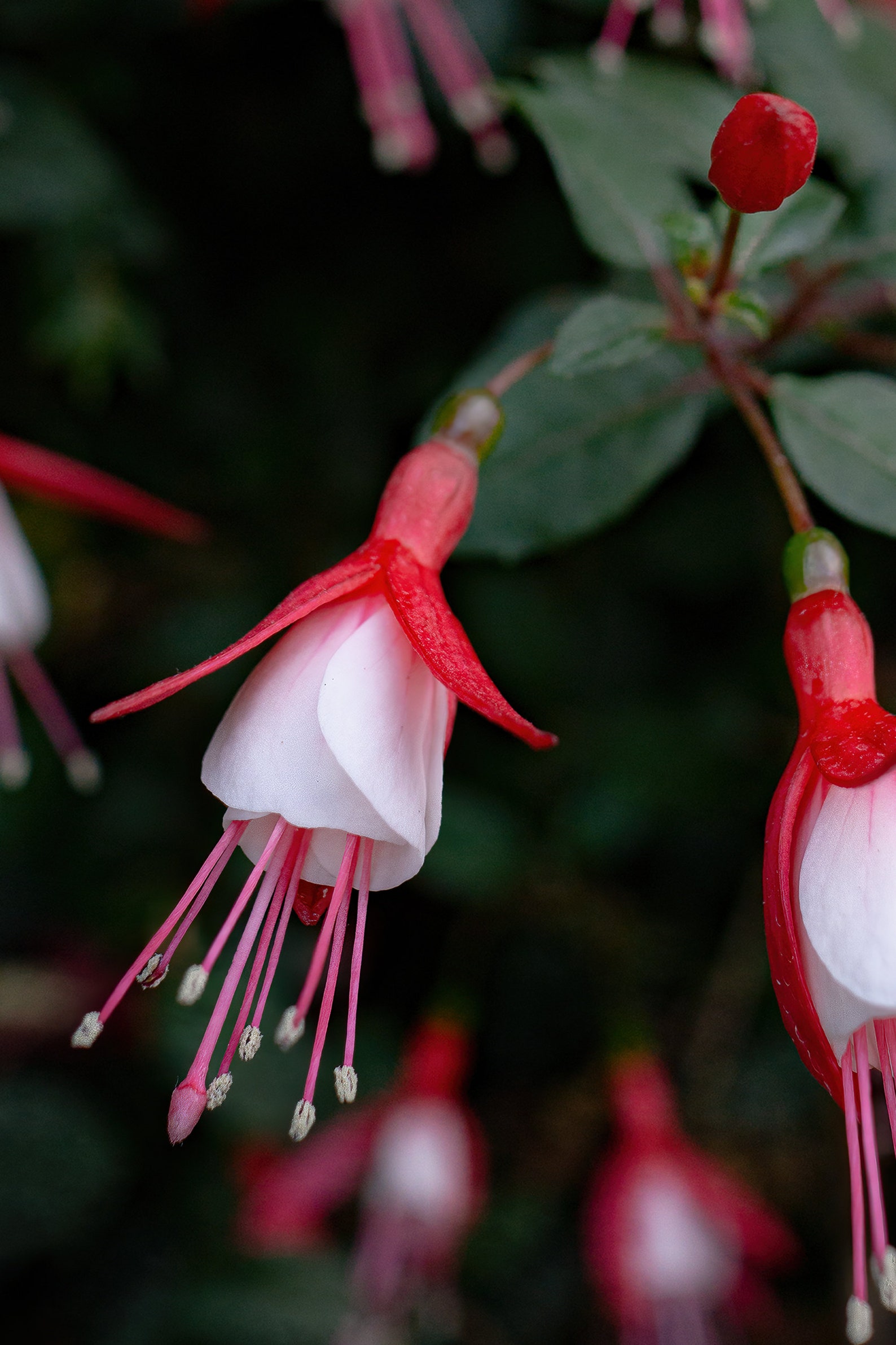 078 Fuchsia Flower Portrait Photography - Green Plant Wall Art - Garden ...