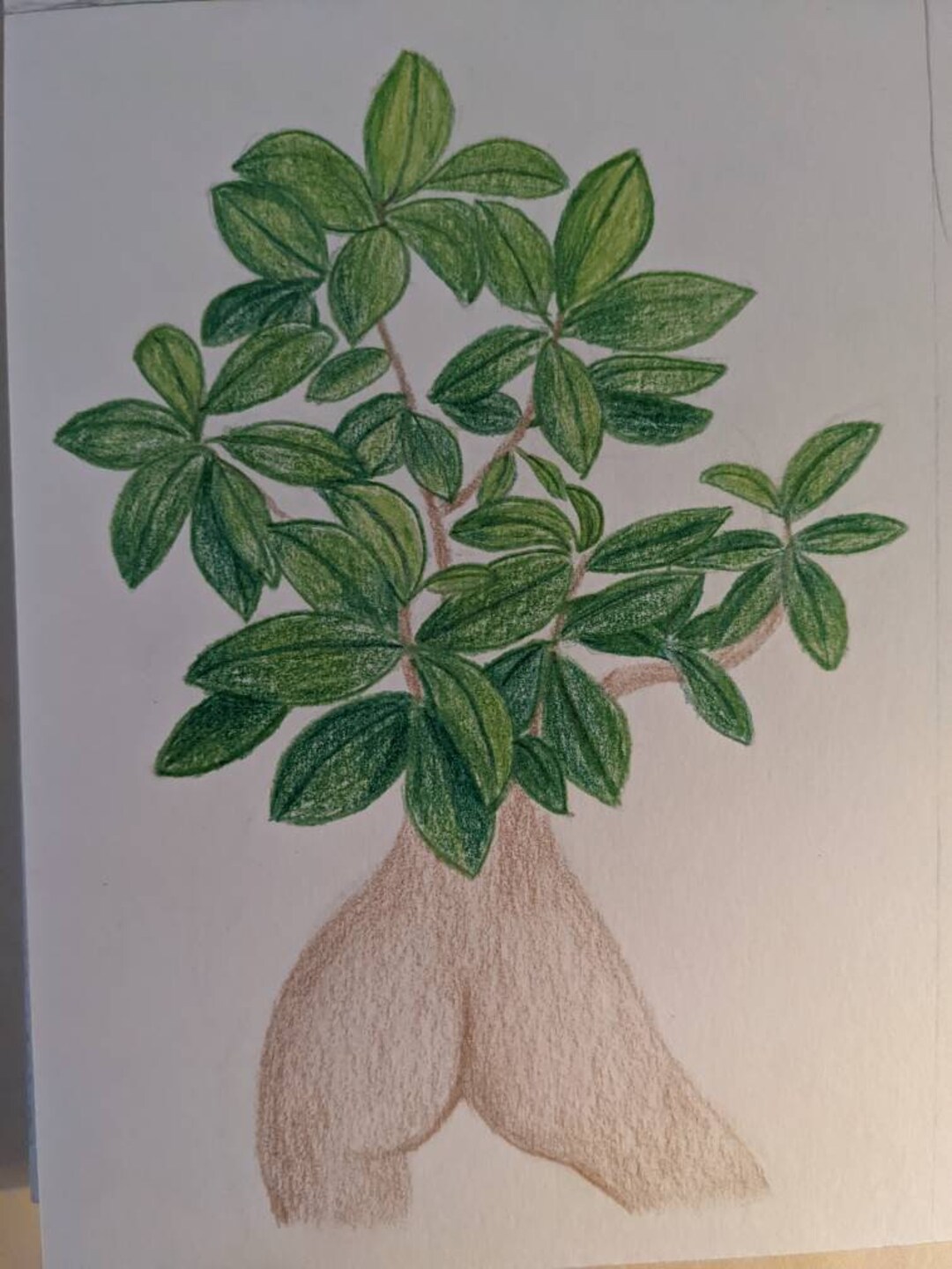 Ginseng Ficus Drawing Print Colored Pencils Bonsai Booty - Etsy