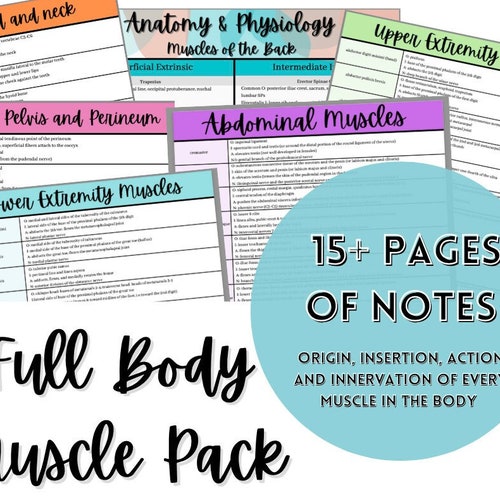 Lower Extremity Muscles Anatomy and Physiology - Etsy