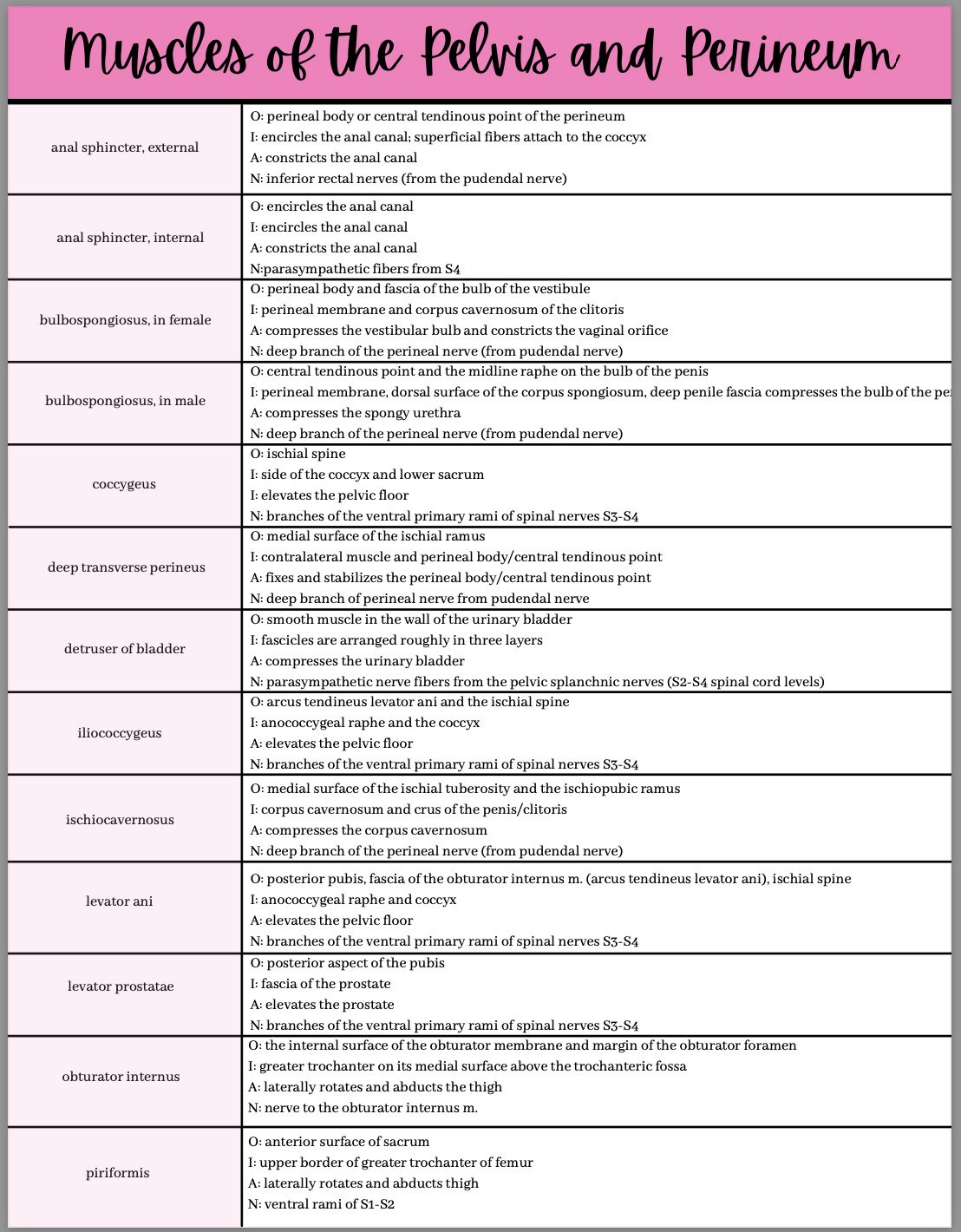 Muscles Cheat Sheet whole Body Pack Anatomy and Physiology | Etsy