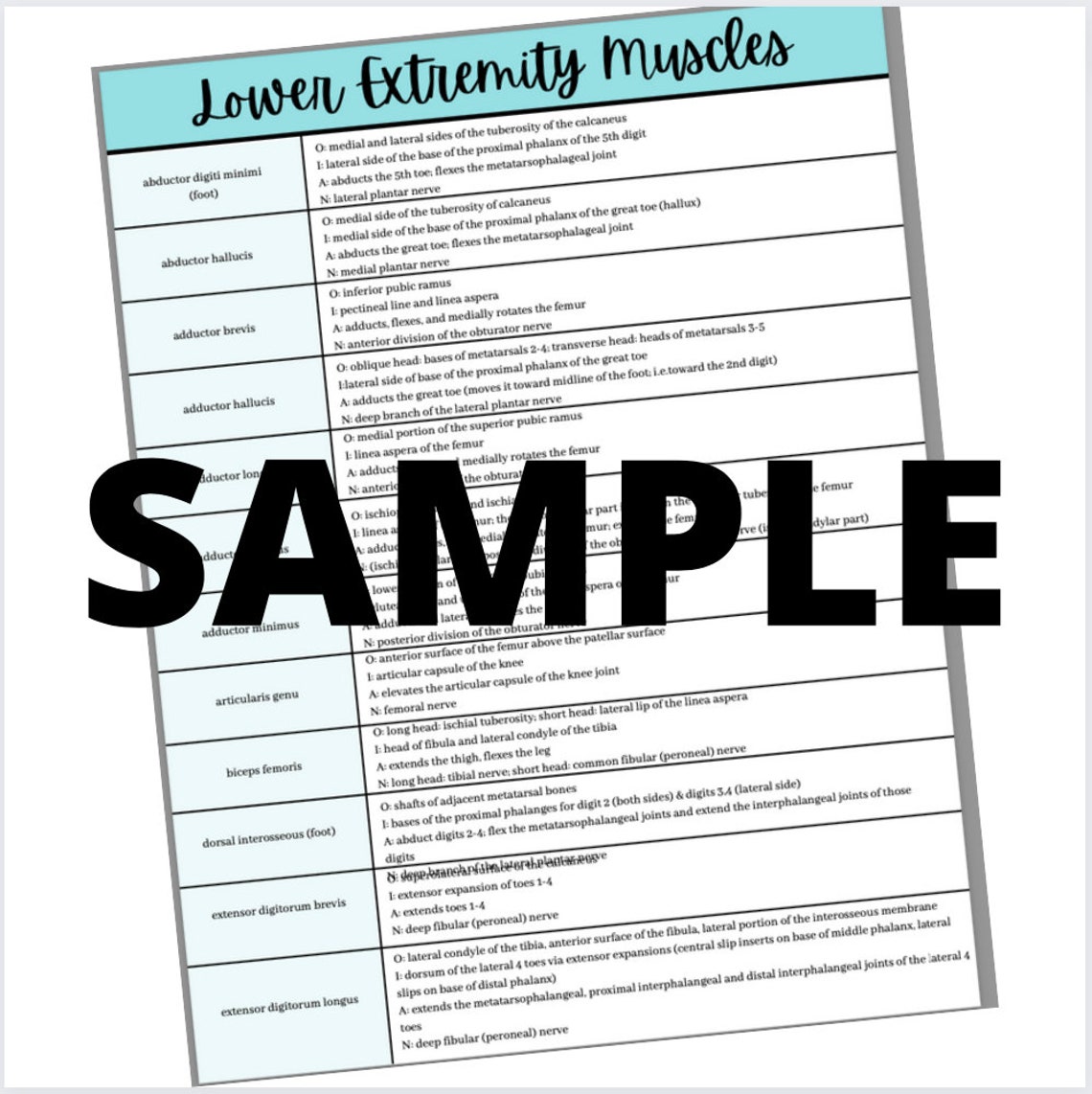 Muscles Cheat Sheet whole Body Pack Anatomy and Physiology - Etsy