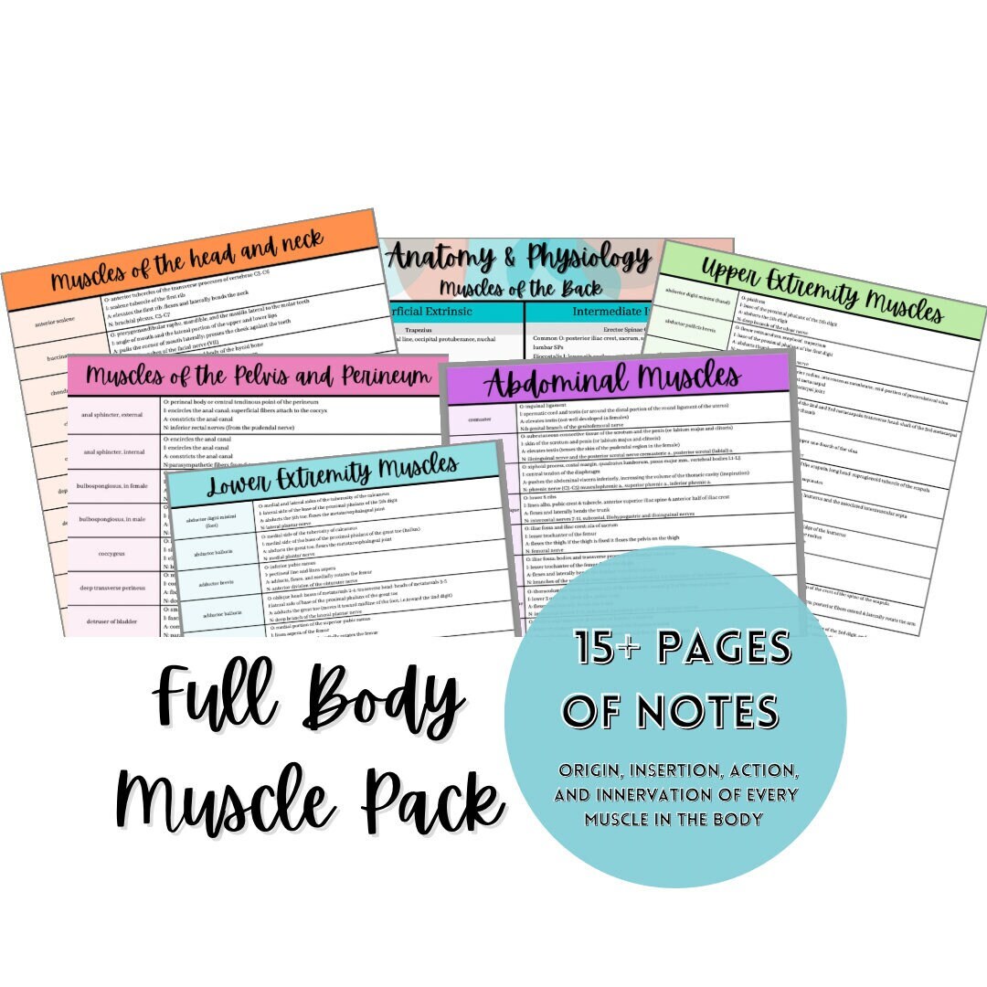 Muscles Cheat Sheet whole Body Pack Anatomy and Physiology - Etsy Ireland