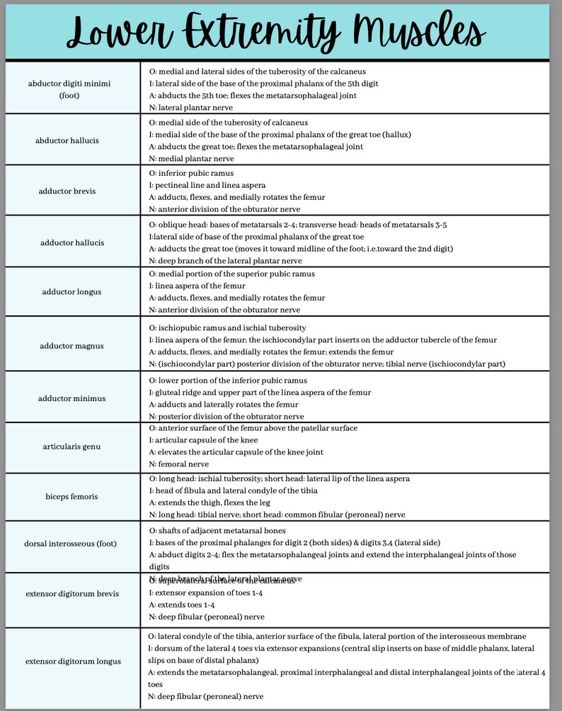 Muscles Cheat Sheet Whole Body Pack Anatomy and Physiology | Etsy