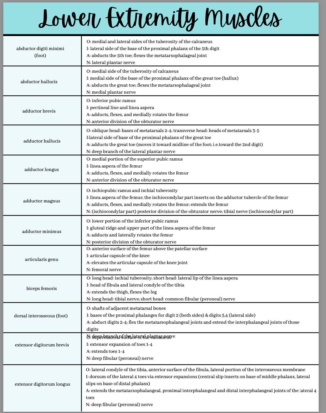 Lower Extremity Muscles Anatomy and Physiology - Etsy