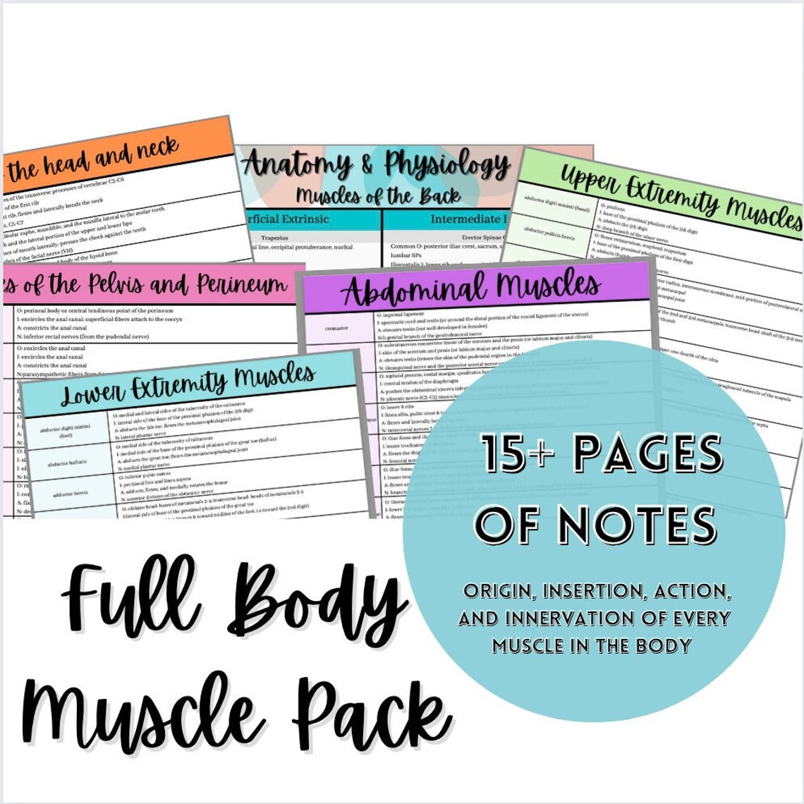 Muscles Cheat Sheet whole Body Pack Anatomy and Physiology - Etsy Australia