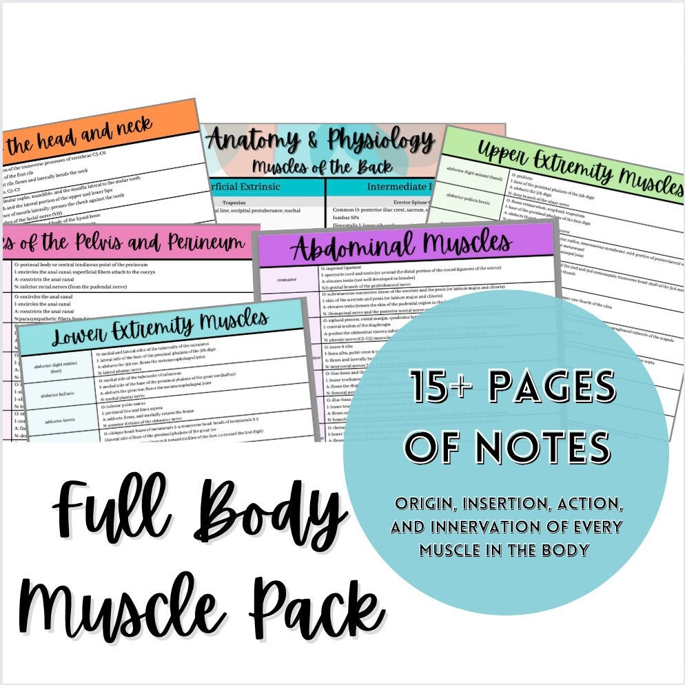 Muscles Cheat Sheet whole Body Pack Anatomy and Physiology - Etsy Australia