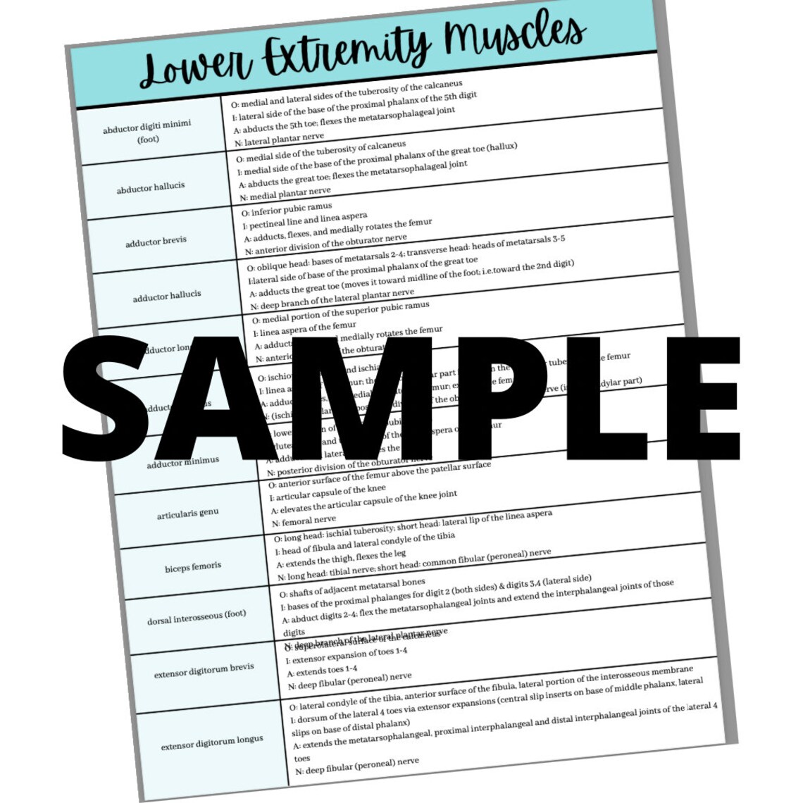 Muscles Cheat Sheet whole Body Pack Anatomy and Physiology - Etsy Australia