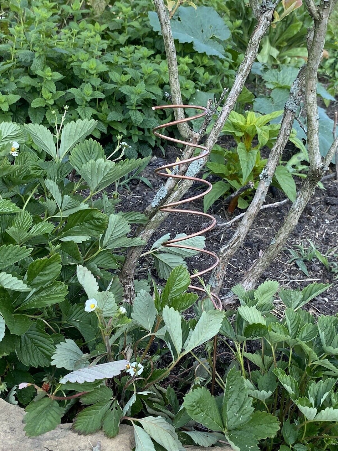 Electroculture Copper Antennas ~ Wide Spirals (4 Pc Lot) 45" Total ...