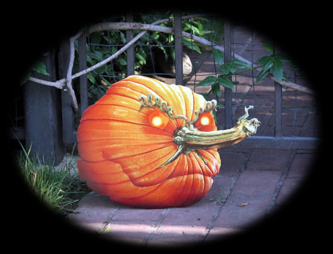 Cyrano-the-pumpkin Official Crumpkin's Pumpkins' Halloween Decoration ...