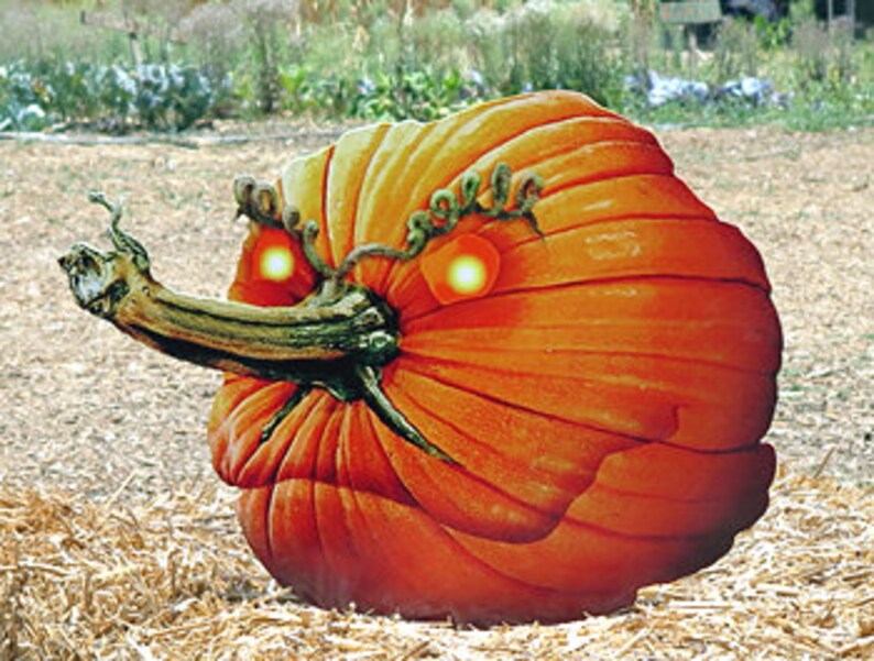 Cyrano-the-pumpkin Official Crumpkin's Pumpkins' Halloween Decoration ...