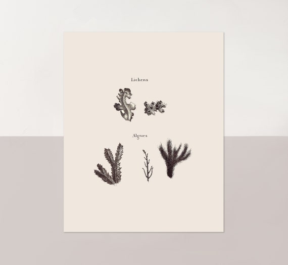 Algae Drawing