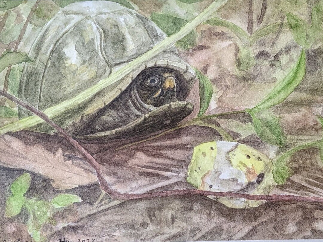 Three Toed Box Turtle Native Animal Giclee Print of Watercolor Painting ...