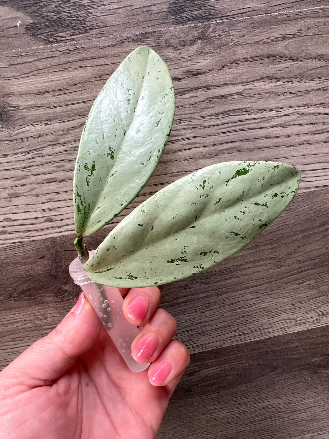 Hoya Pubicalyx Pink Silver Ghost - Etsy