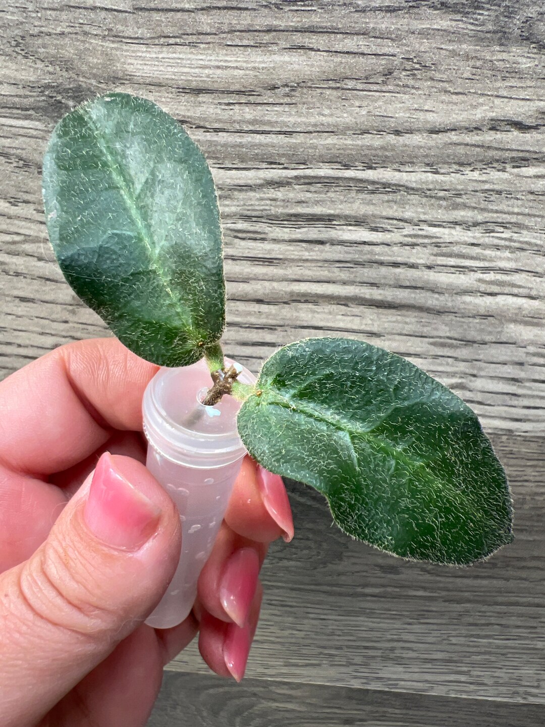 Hoya Patella Pink - Etsy