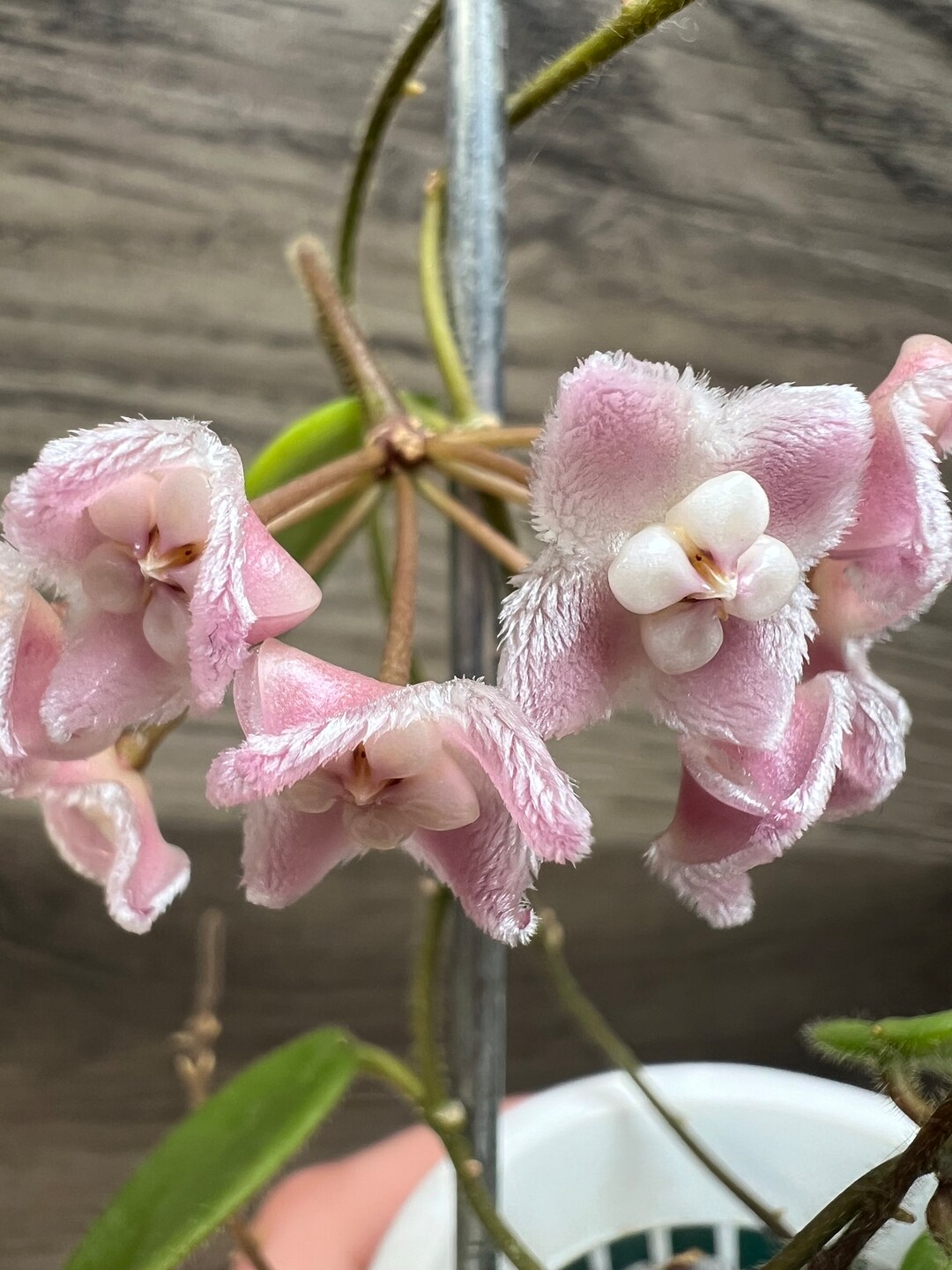 Hoya Spectatissima - Etsy