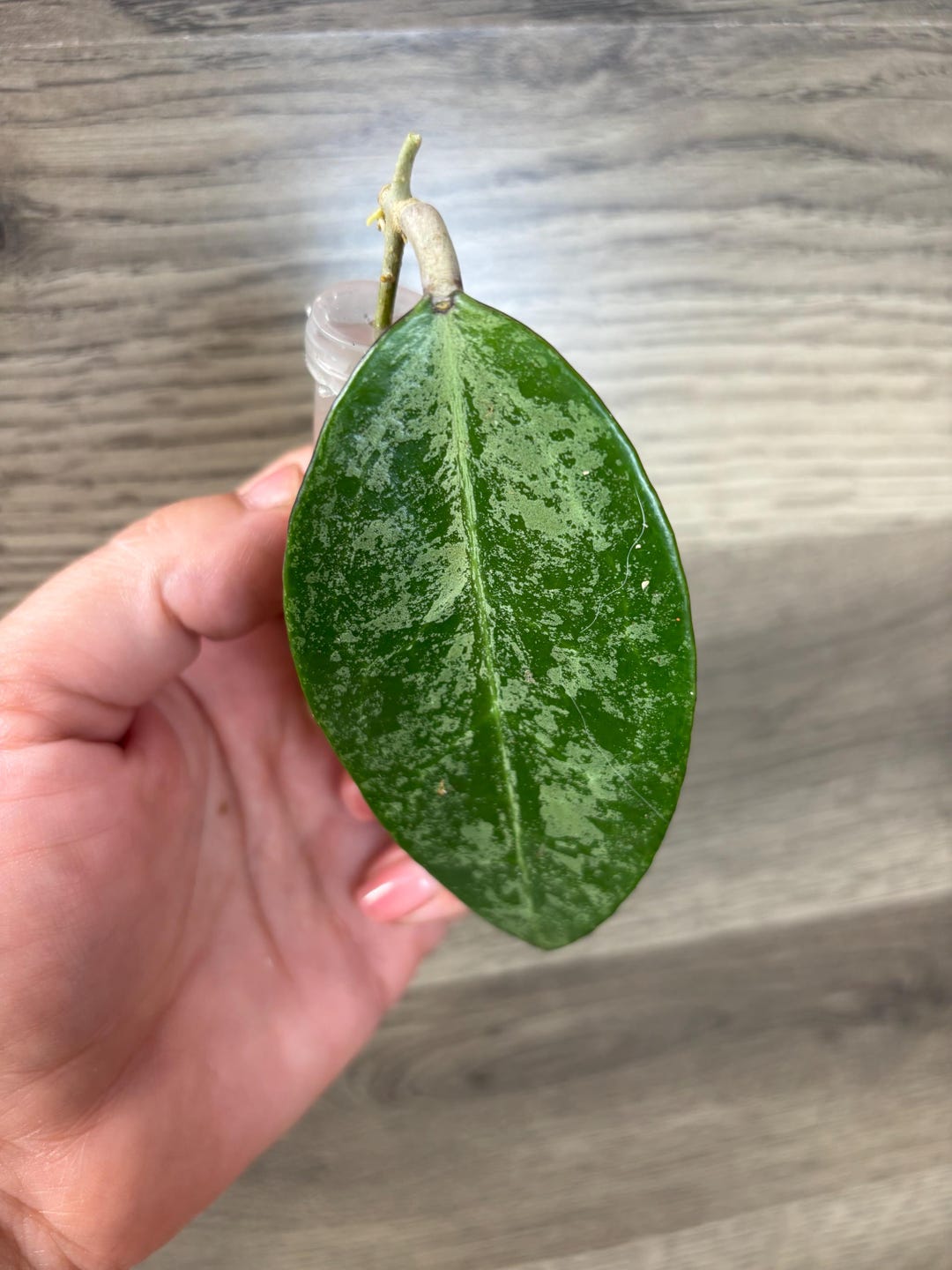 Hoya Rime Splash - Etsy