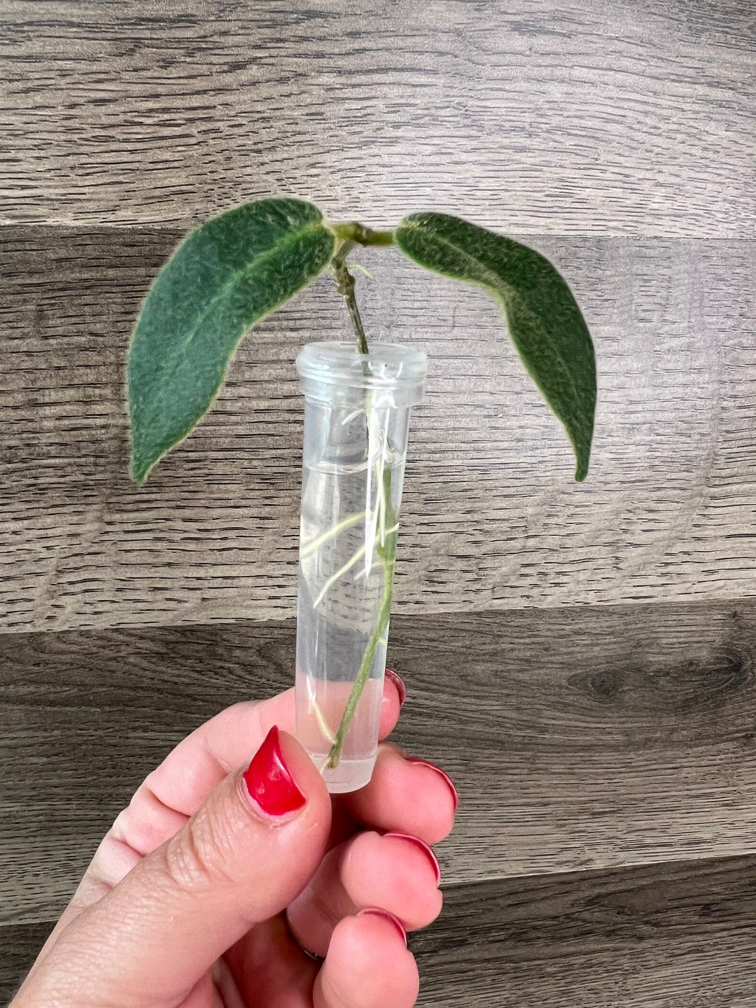 Hoya Patella Pink Cutting - Etsy