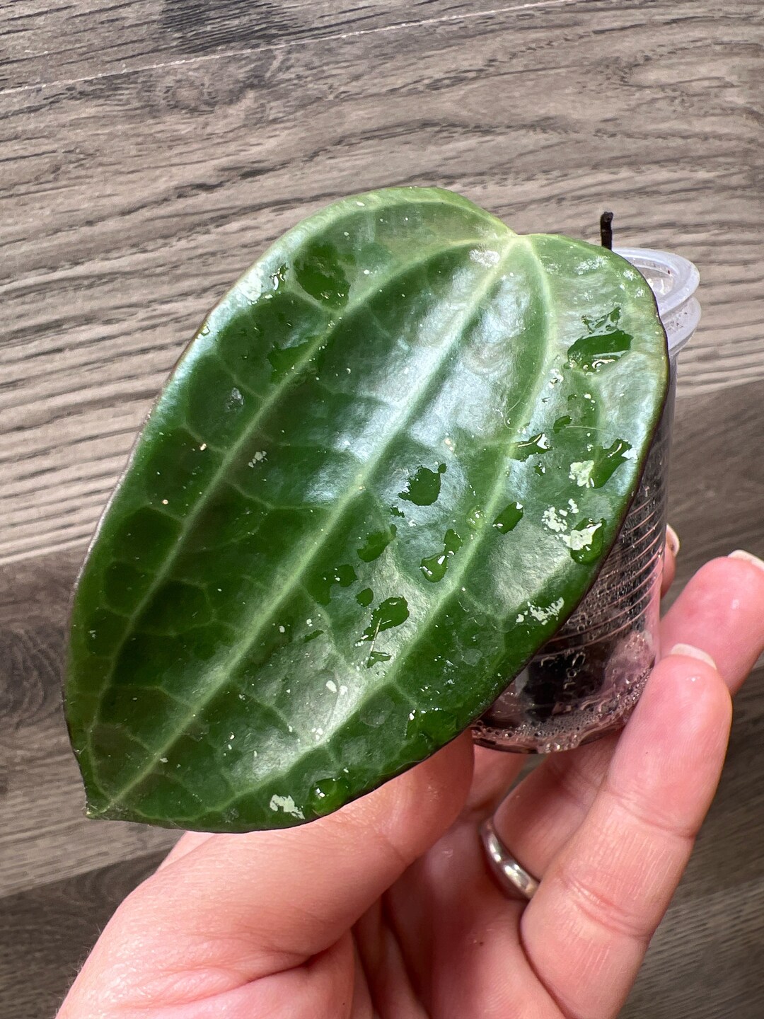 Hoya Latifolia Dinner Plate - Etsy