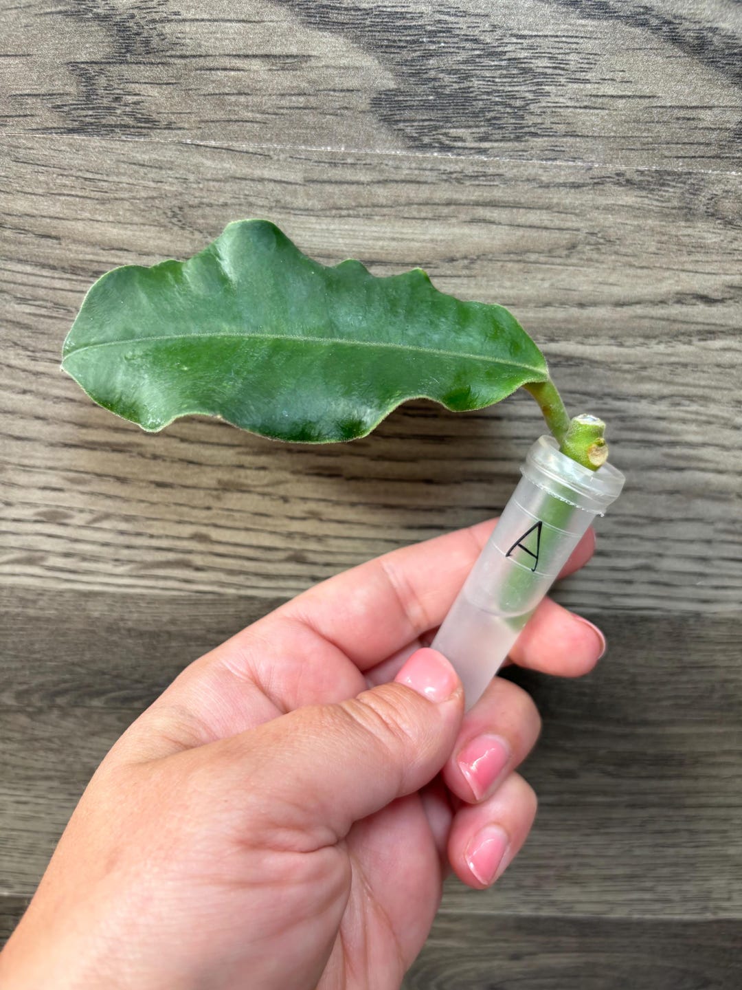 Hoya Imperialis Red - Etsy