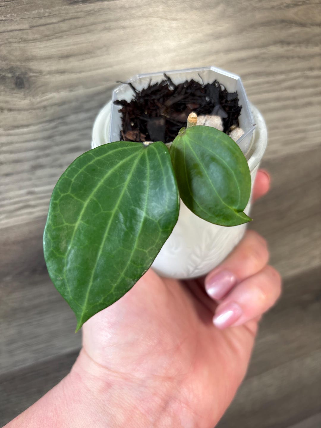 Hoya Macrophylla Watermelon - Etsy