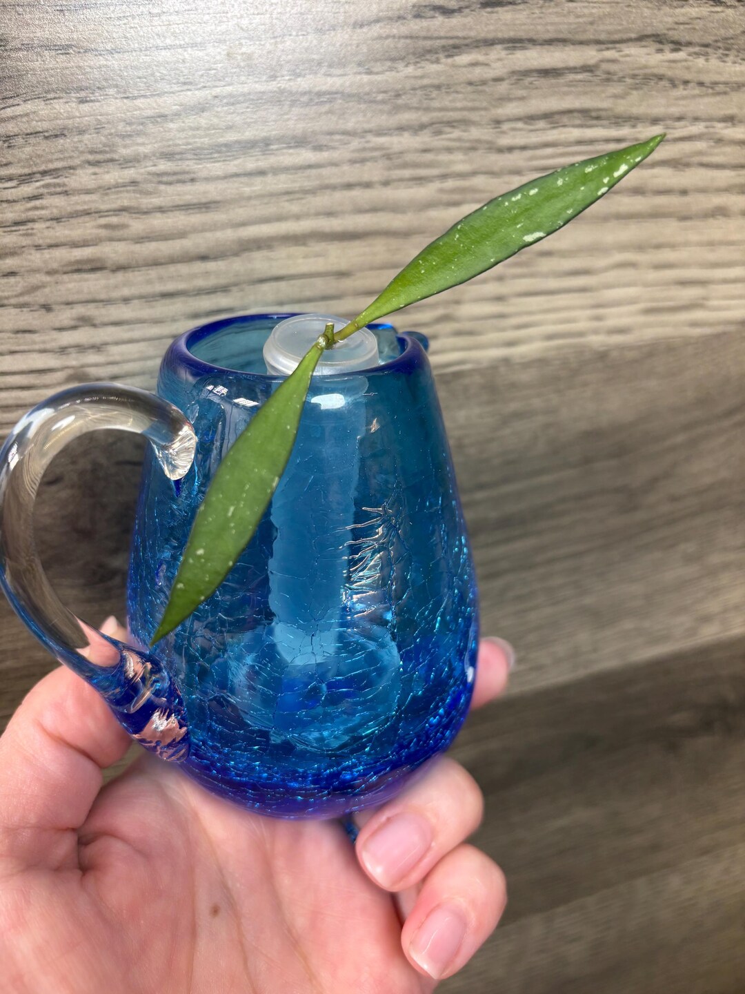 Hoya Bamboo Cutting - Etsy