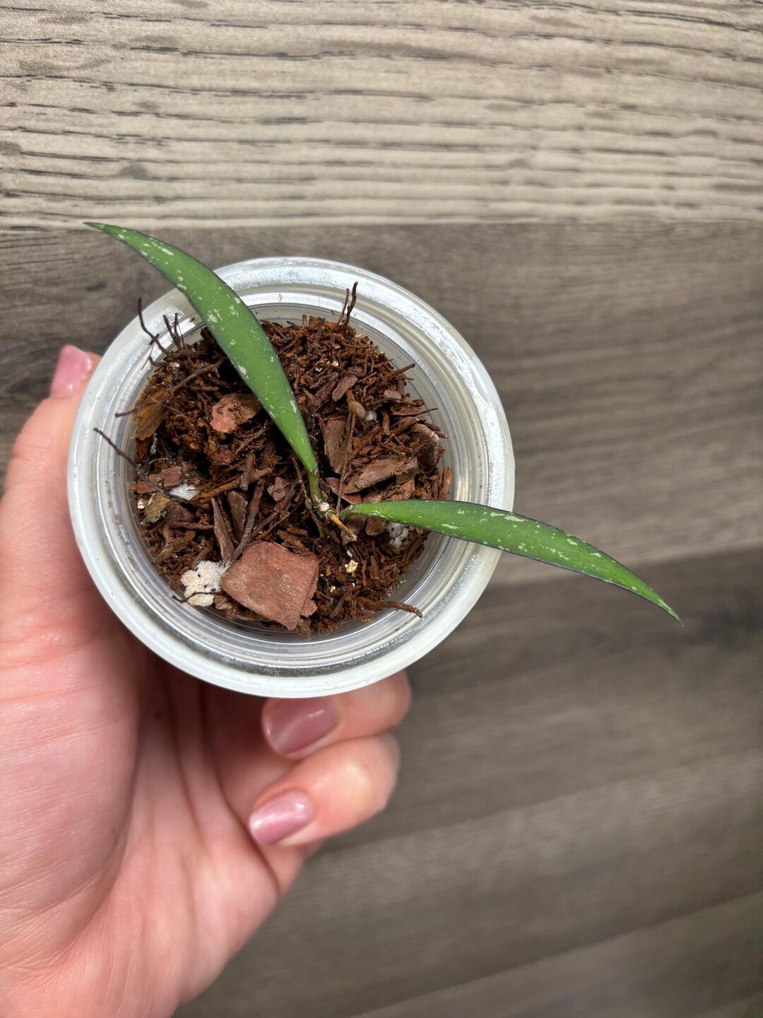 Hoya Tanggamus Bamboo Leaf - Etsy