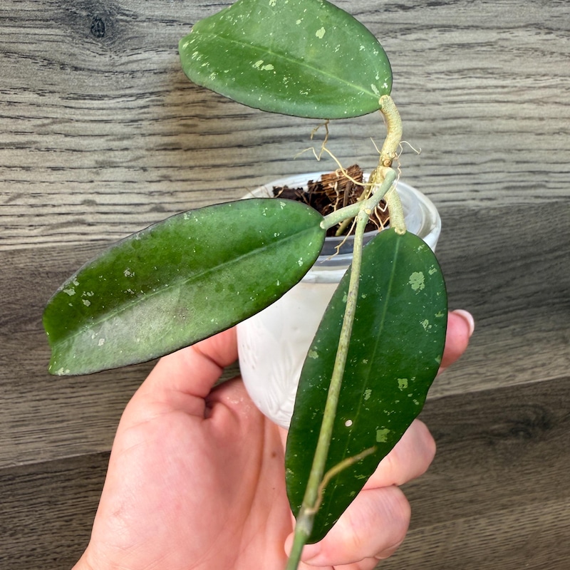 Hoya Plant Sulawesi - Etsy