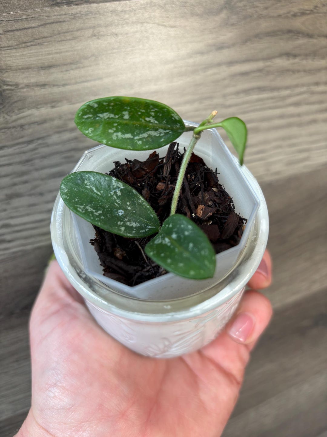 Hoya Lima Splash - Etsy