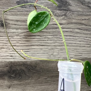 Hoya Lima Splash - Etsy