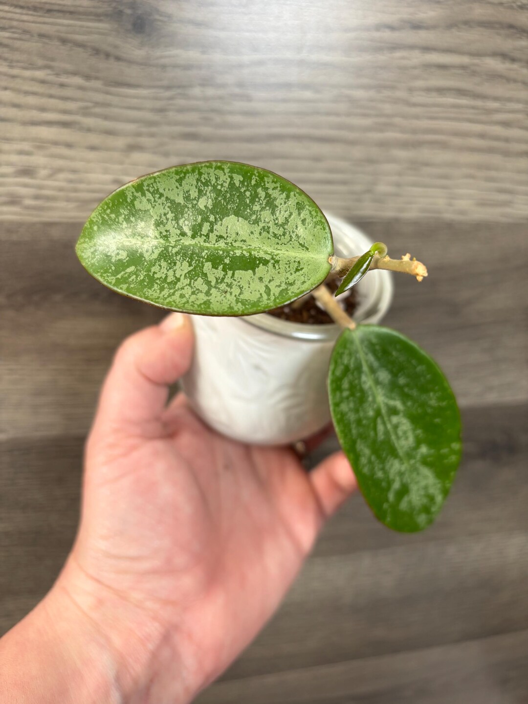 Hoya Rime Splash - Etsy